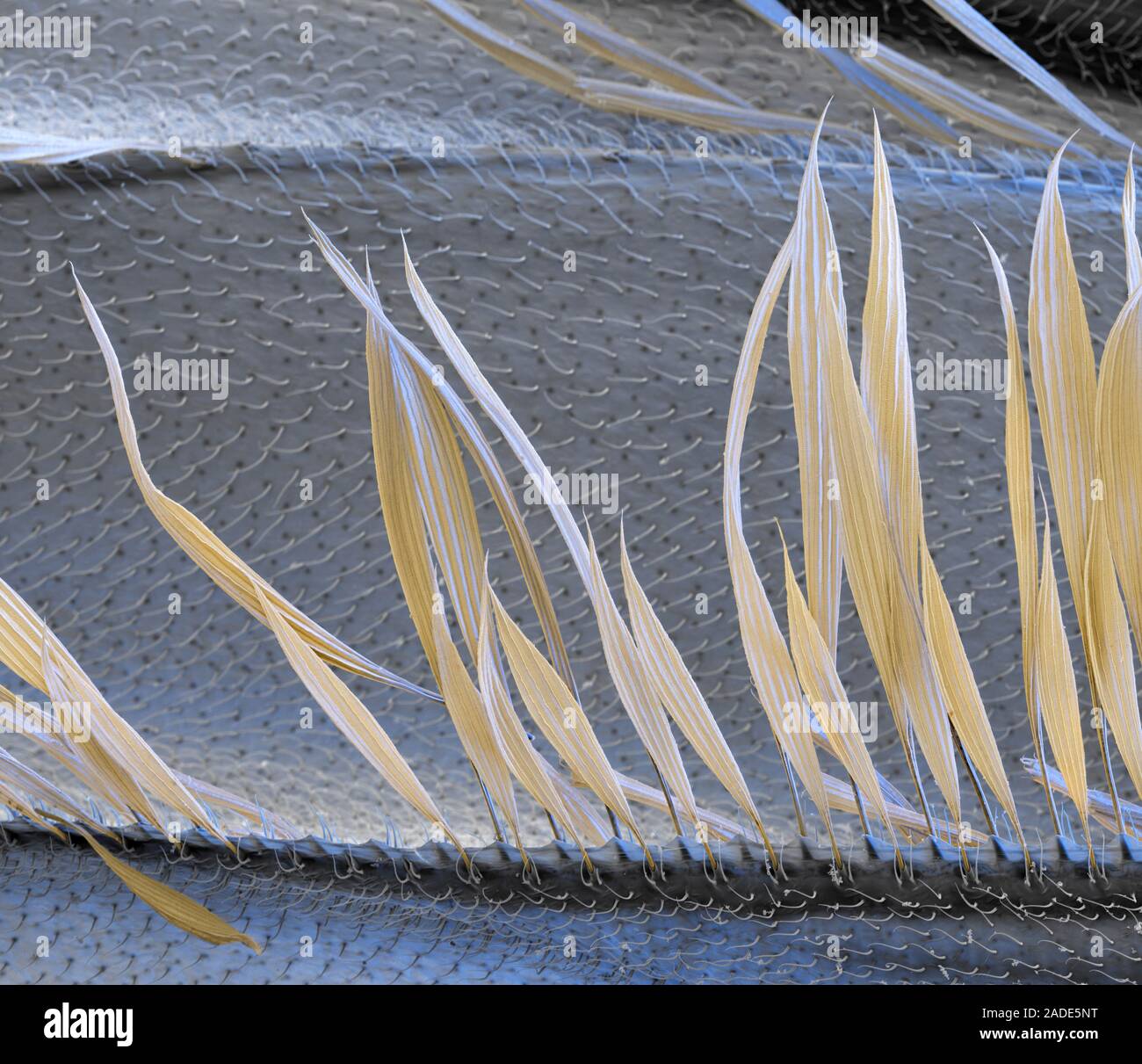 Mosquito wing. Coloured scanning electron micrograph (SEM) of a wing ...