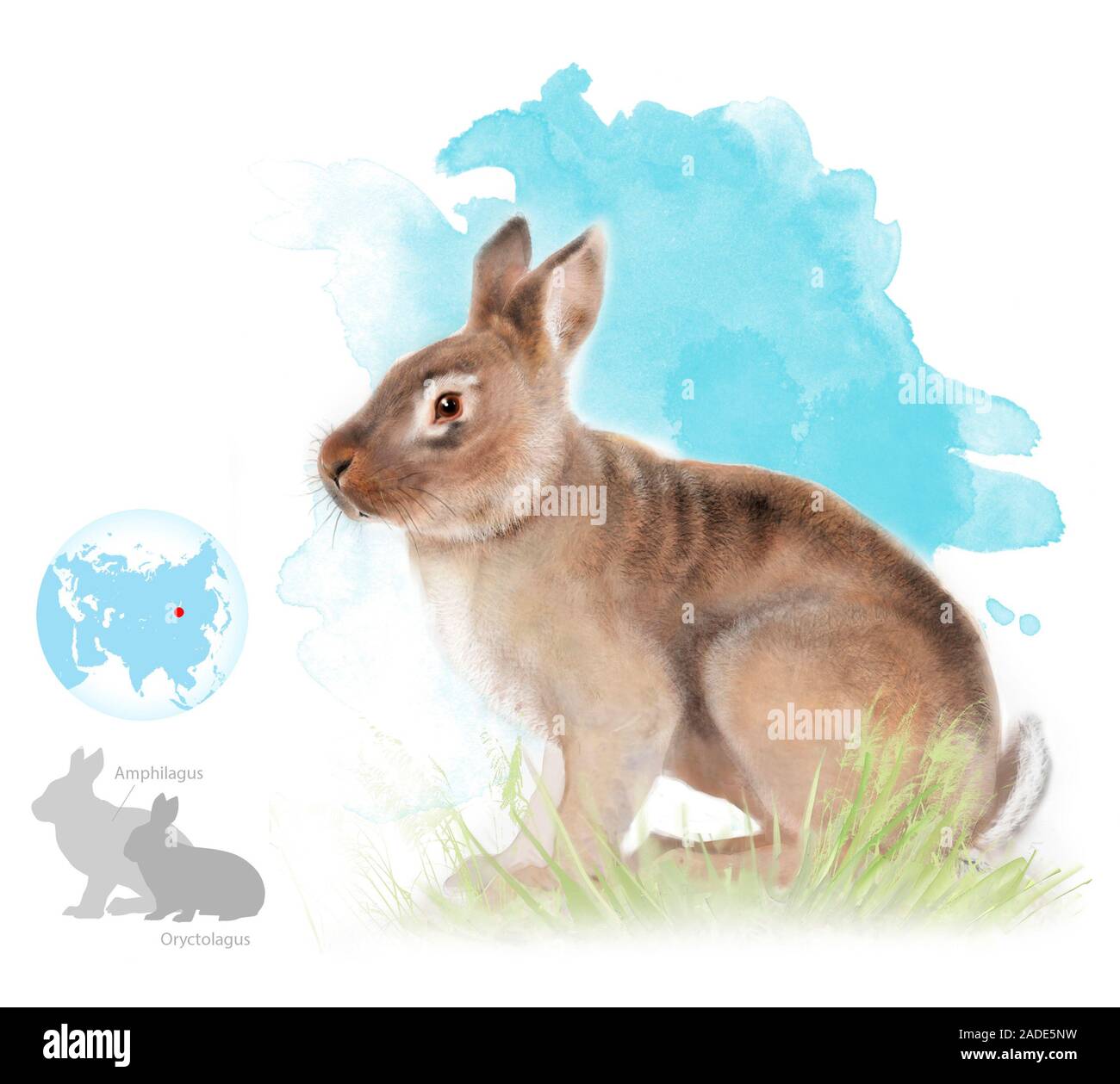 Prehistoric rabbit ancestor. Illustration of the prehistoric rabbit ...