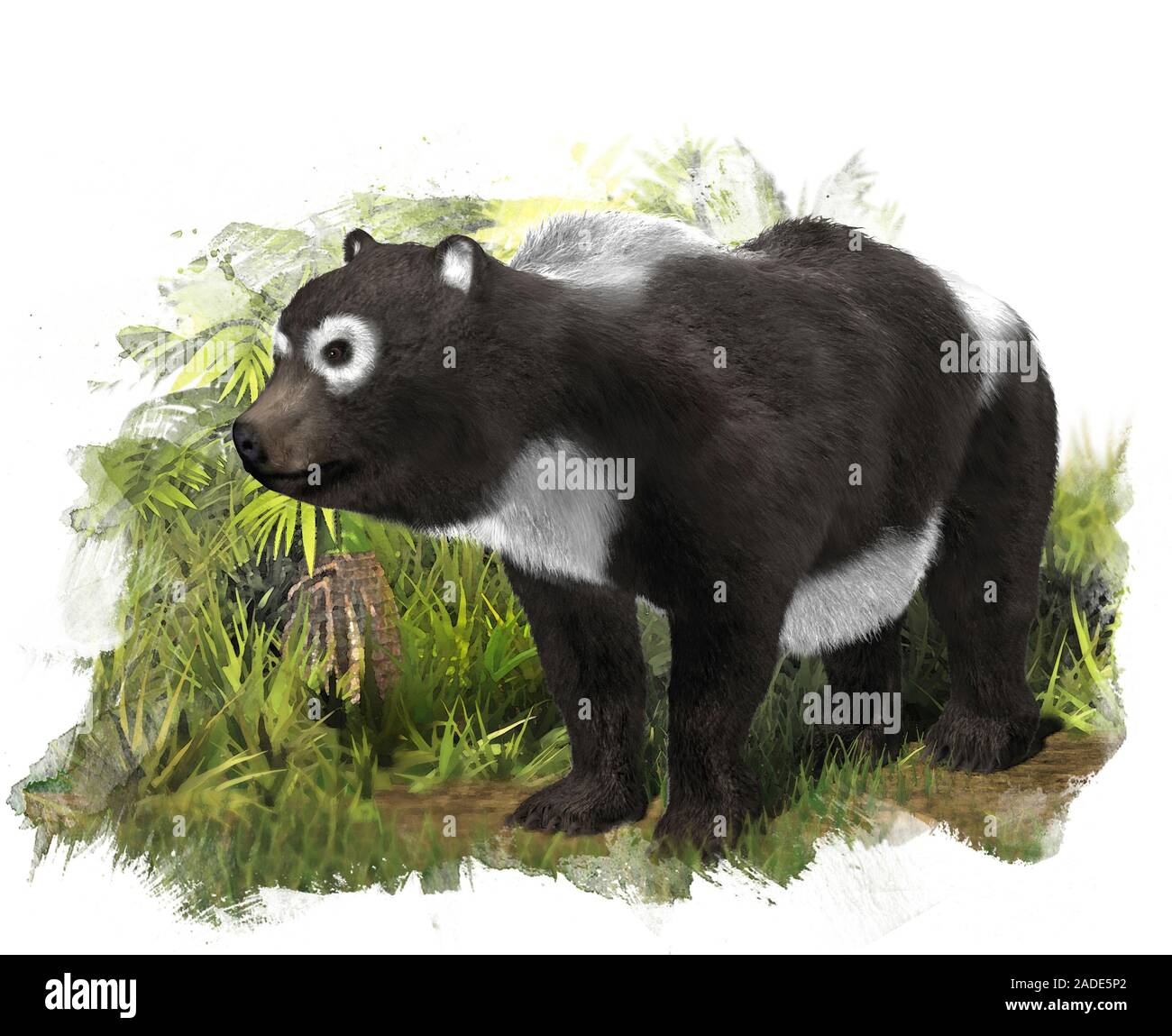 Prehistoric giant panda relative (Agriarctos beatrix), illustration. This prehistoric relative ...