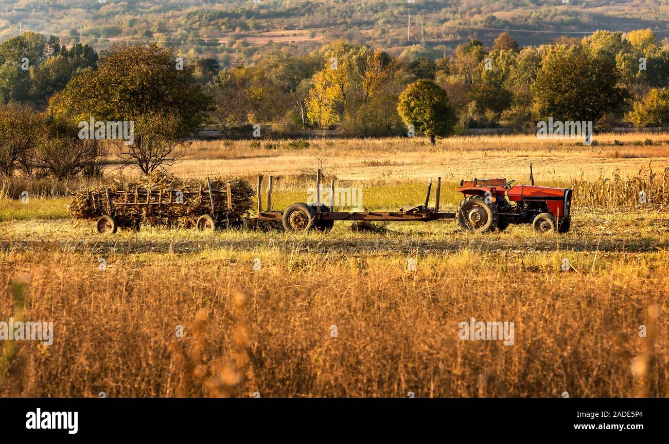 Autumn field works in the cornfield with Tractor carrying cut corn ...