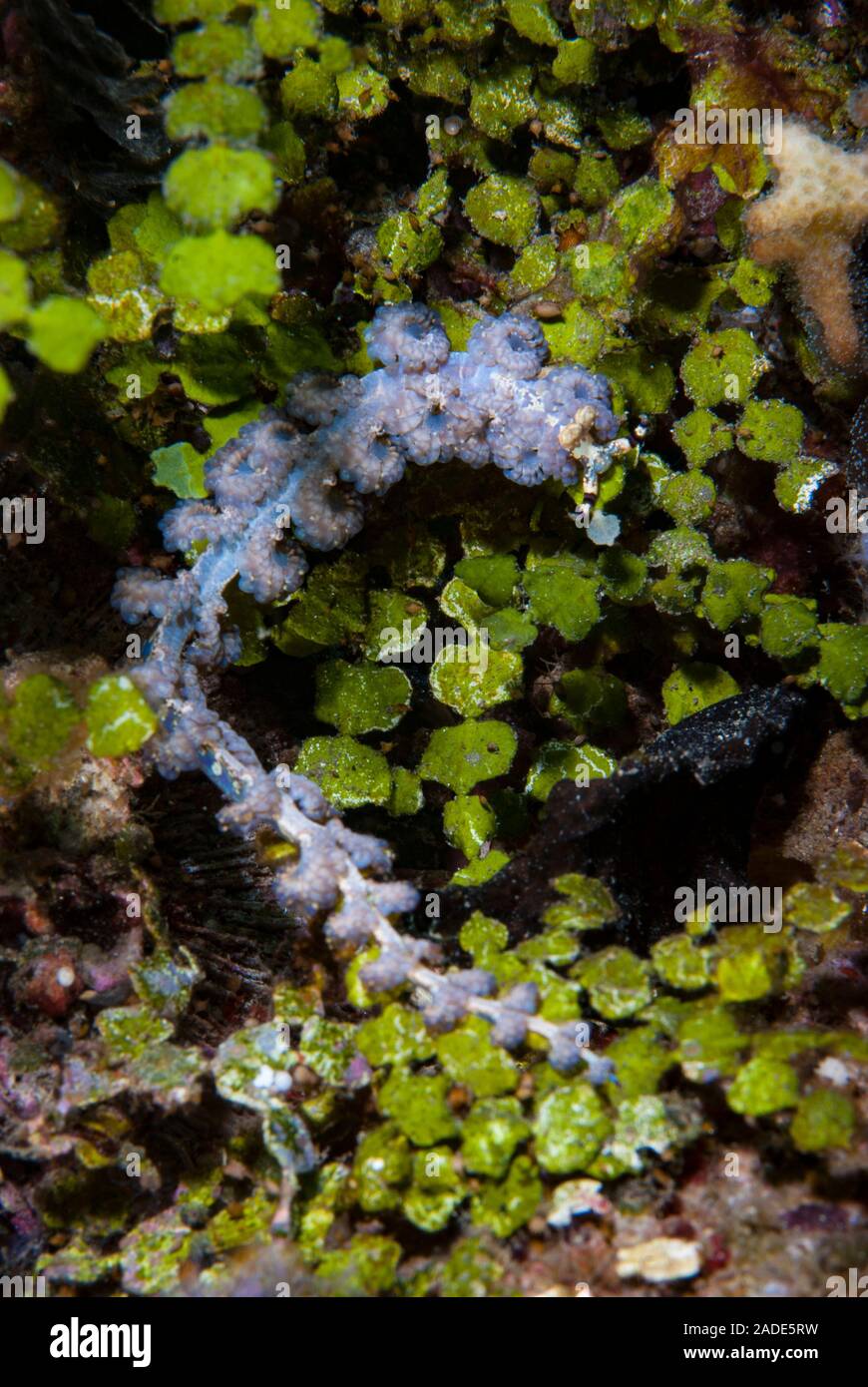 Ianthina hi-res stock photography and images - Alamy
