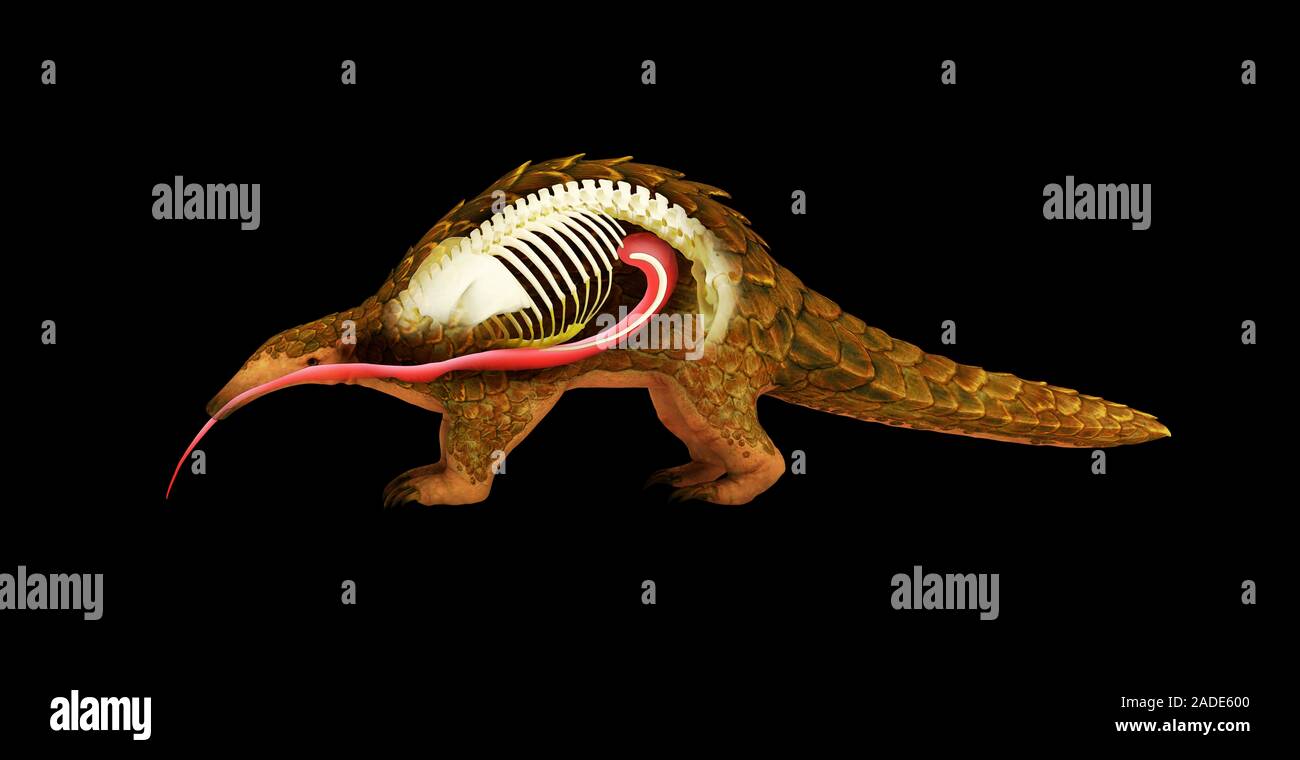 Giant Pangolin Reproduction