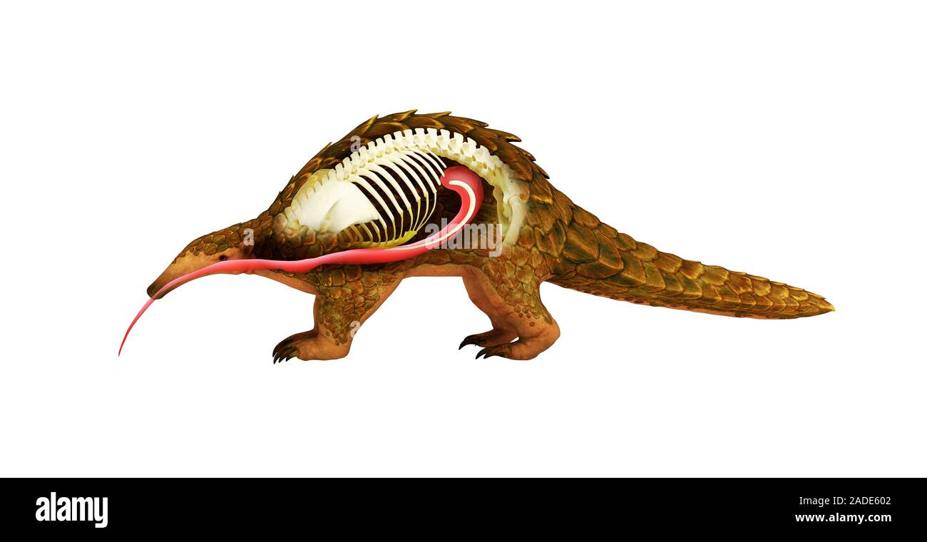 Giant Pangolin Reproduction