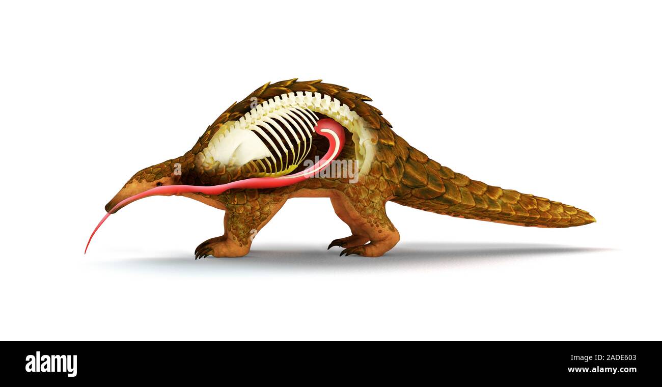 Giant pangolin, illustration showing tongue and its attachments. The ...