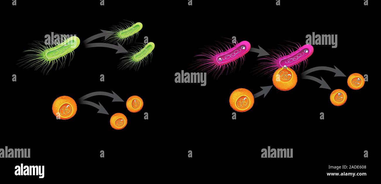 Antibiotic resistance in bacteria. Illustration showing a mechanism of ...