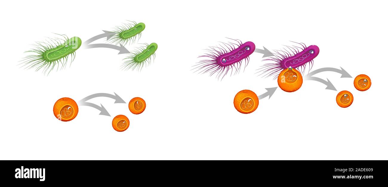 Antibiotic resistance in bacteria. Illustration showing a mechanism of ...