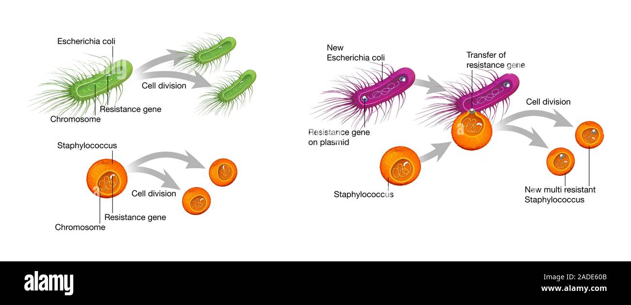 Antibiotic resistance in bacteria. Illustration showing a mechanism of ...