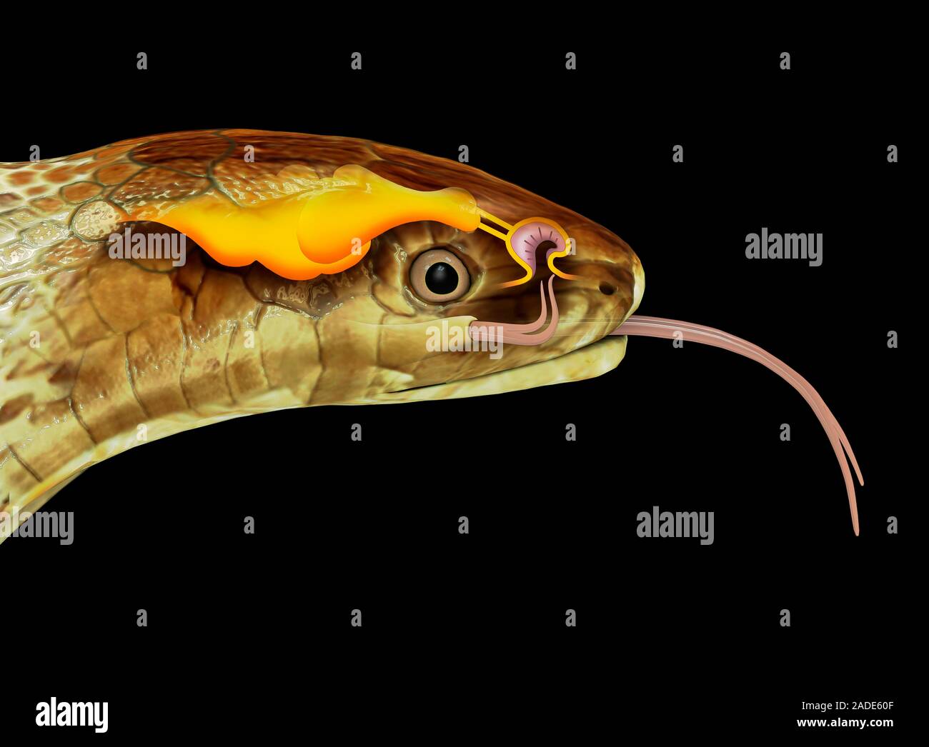 Snake head, illustration. A snake's head contains the eyes, nostrils ...