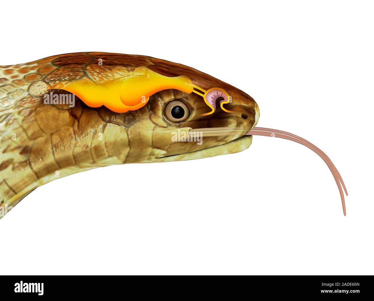 Snake head, illustration. A snake's head contains the eyes, nostrils ...