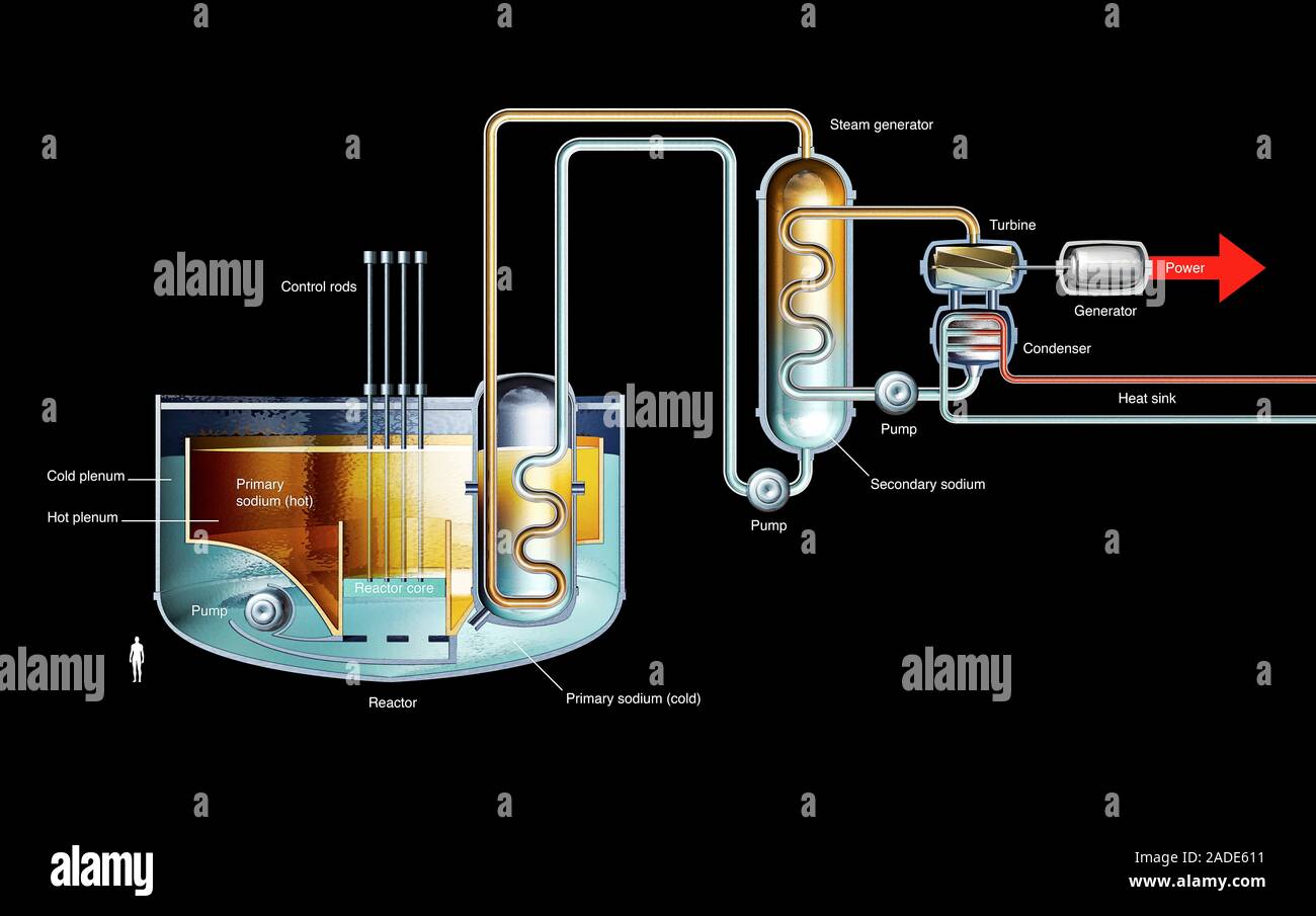 Sodium-cooled fast reactor. Diagram of the workings of a sodium-cooled ...