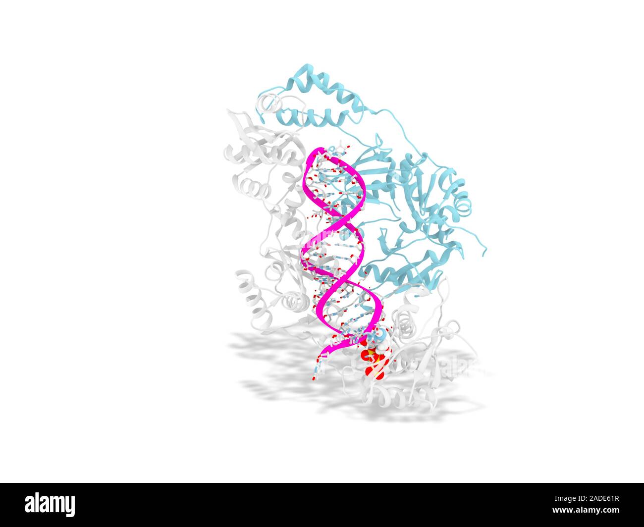 HIV-1 reverse transcriptase and drug delivery, illustration. The human ...
