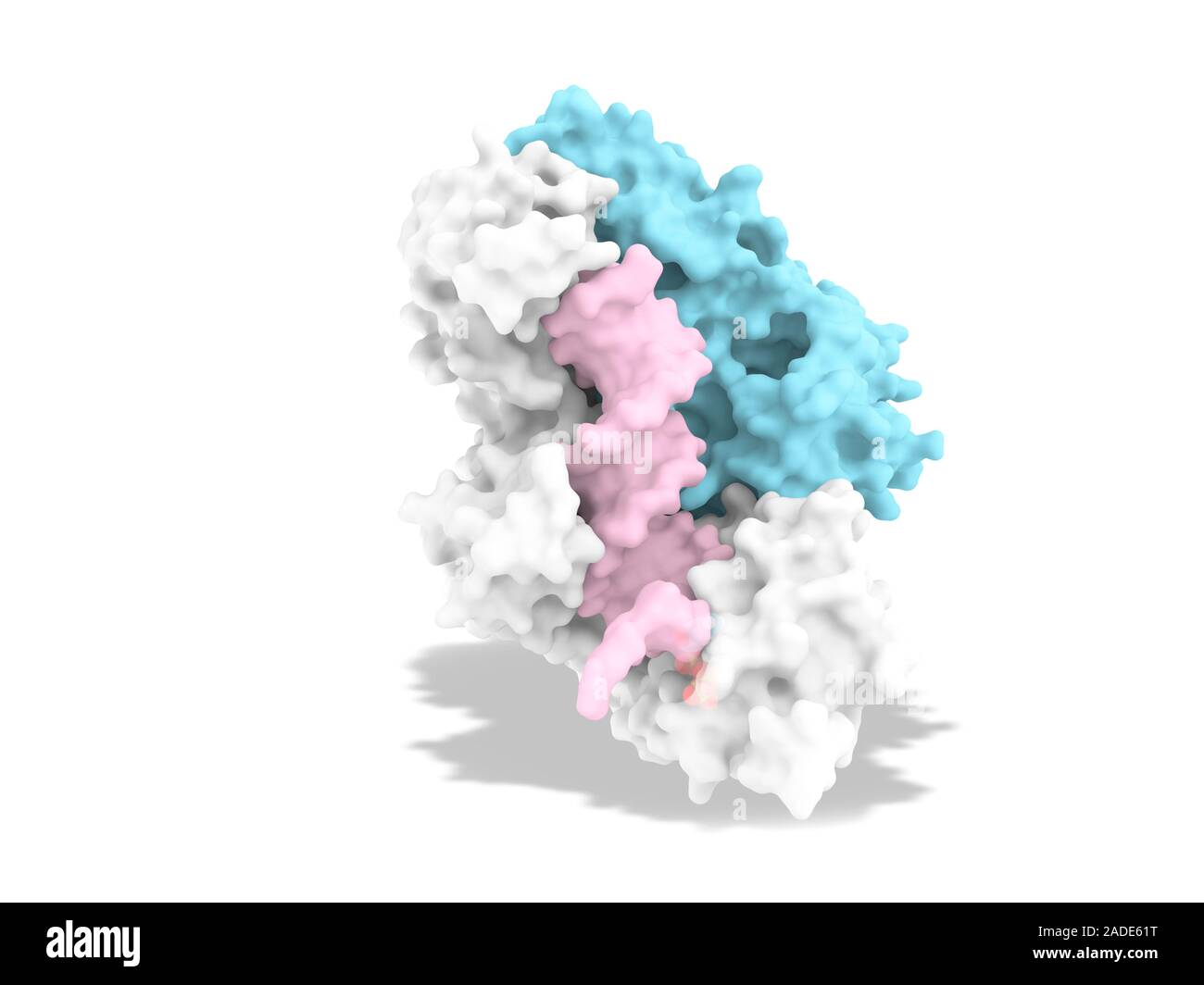 HIV-1 reverse transcriptase and drug delivery, illustration. The human ...