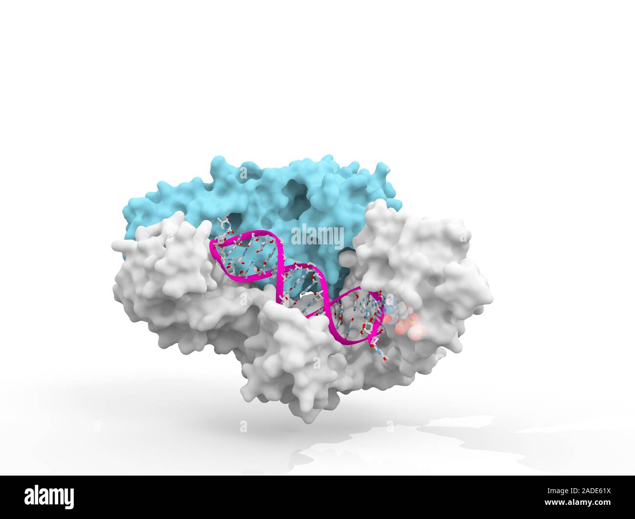 HIV-1 reverse transcriptase and drug delivery, illustration. The human ...