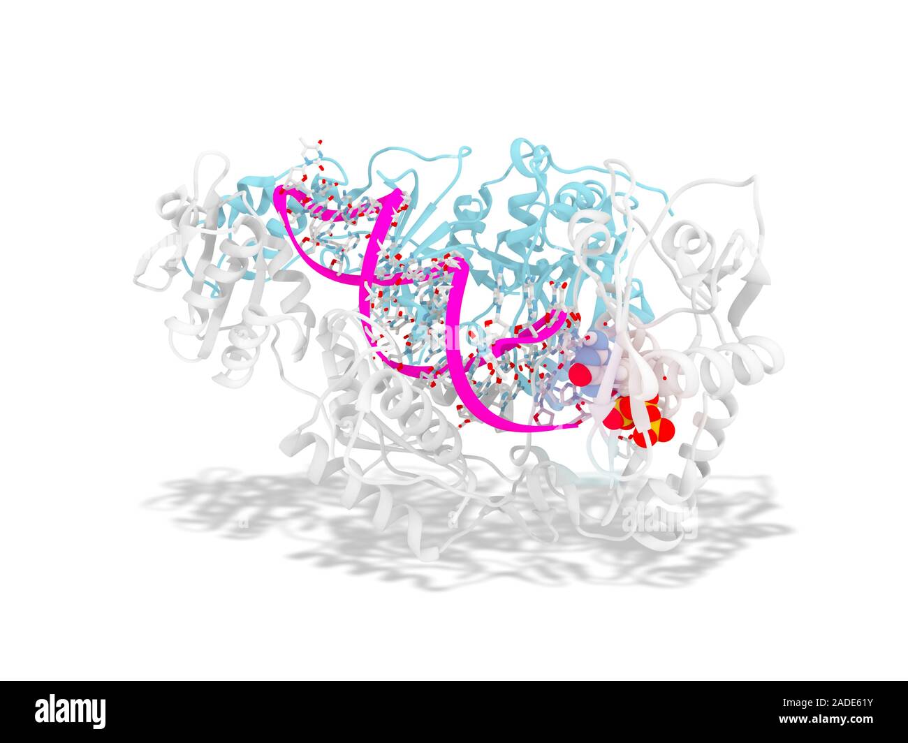 HIV-1 reverse transcriptase and drug delivery, illustration. The human ...