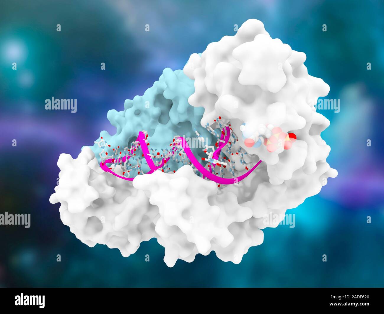 HIV-1 reverse transcriptase and drug delivery, illustration. The human ...