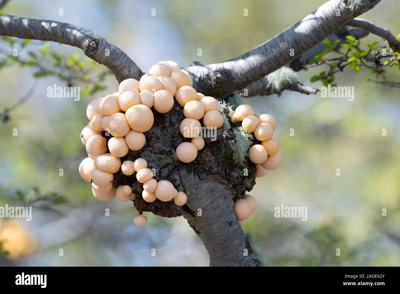 Darwins fungus (Cyttaria darwinii) growing on a tree. Photographed in ...
