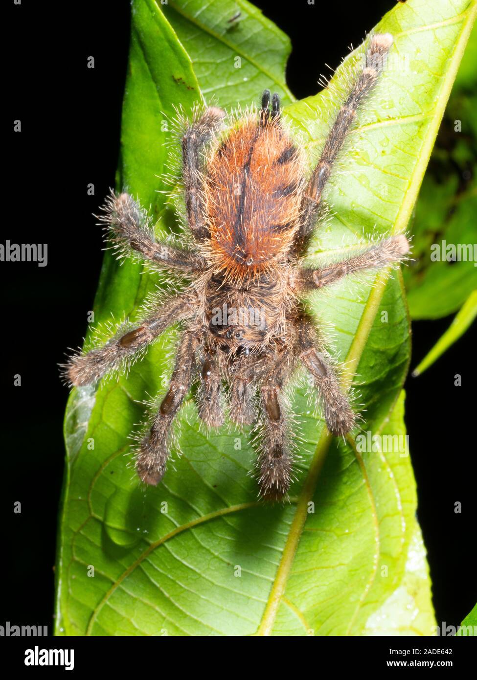 Juvenile tarantula (Avicularia sp.) on a leaf at night in the ...