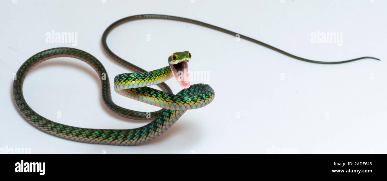Leptophis Ahaetulla