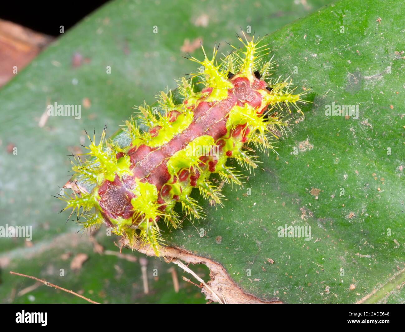 Saddleback Caterpillar or Slug Caterpillar (Family Limacodidae). The ...
