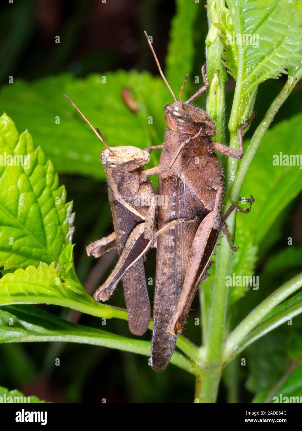 A pair of grasshoppers (Acrididae) mating in the rainforest understory ...
