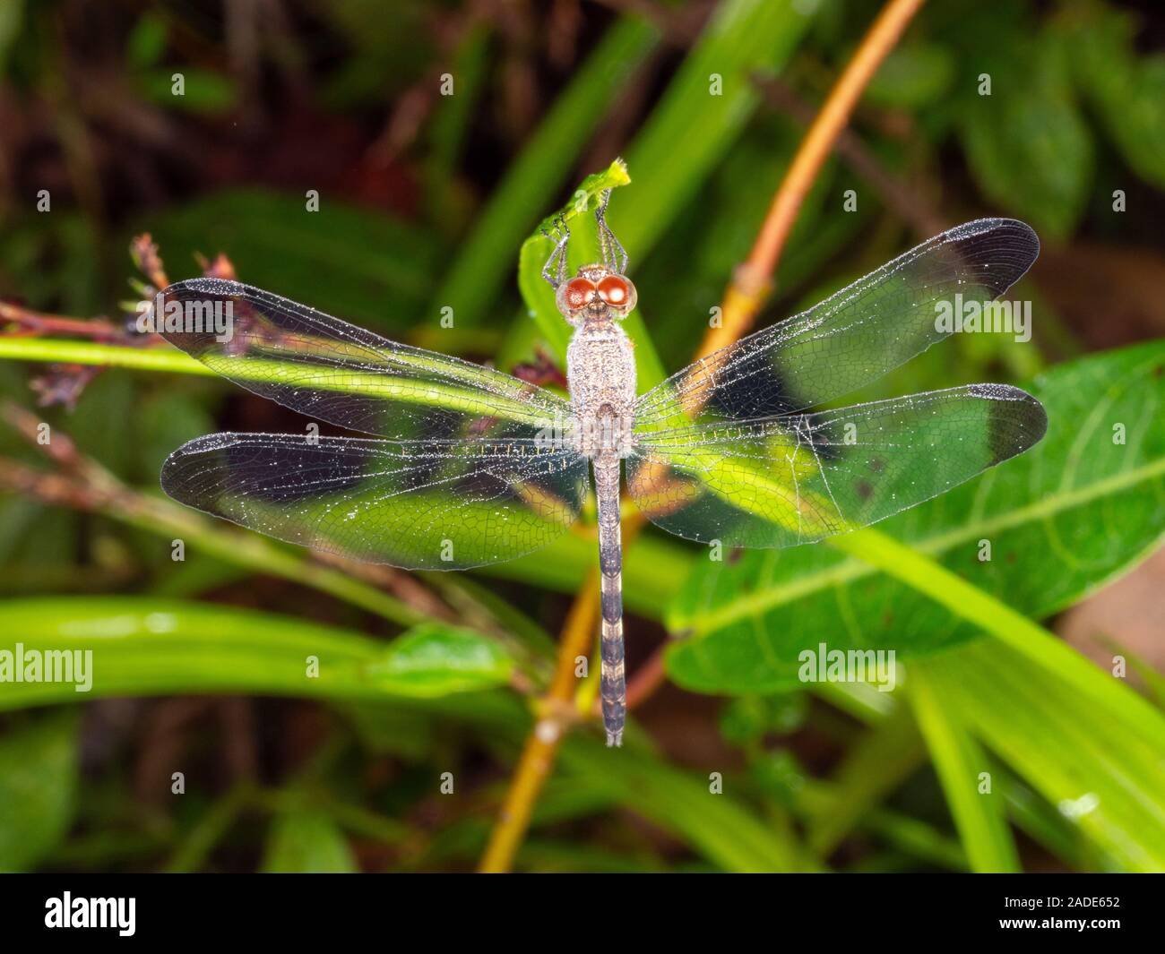Dragonfly roosting at night in the rainforest understory in Ecuador ...