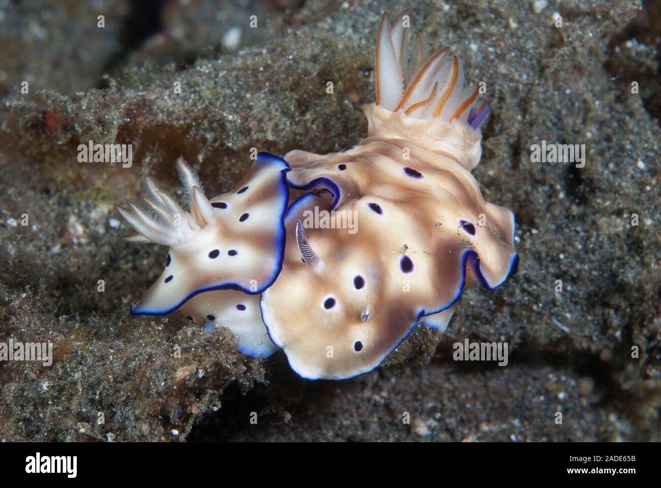 Nudibranch Hypselodoris tryoni mating Stock Photo - Alamy