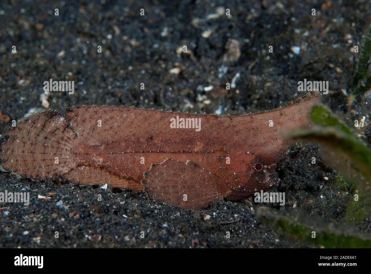 Spiny Waspfish Ablabys macracanthus Stock Photo - Alamy