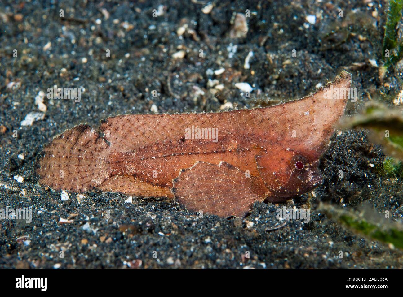 Spiny Waspfish Ablabys macracanthus Stock Photo - Alamy