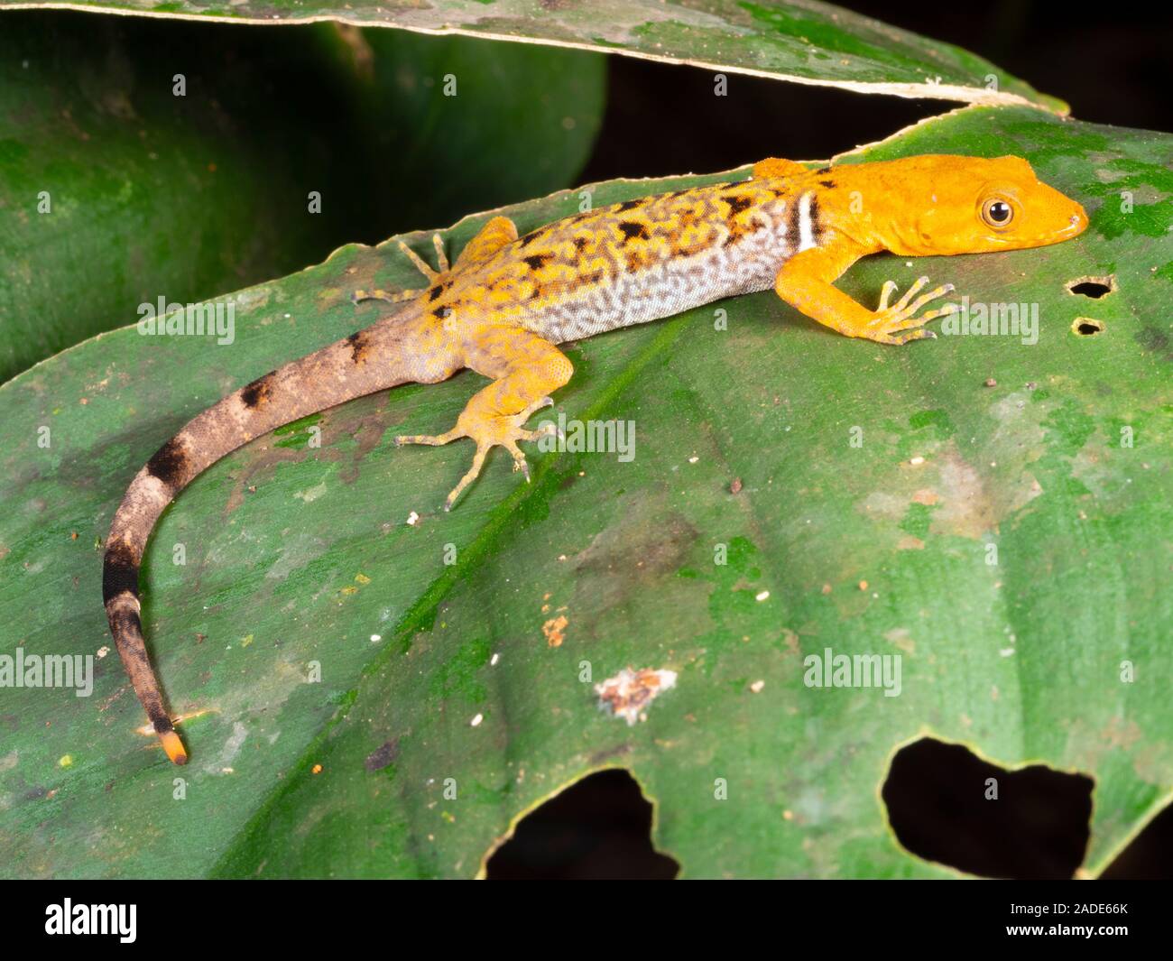 Collared Forest Gecko (Gonatodes concinnatus) male in breeding ...