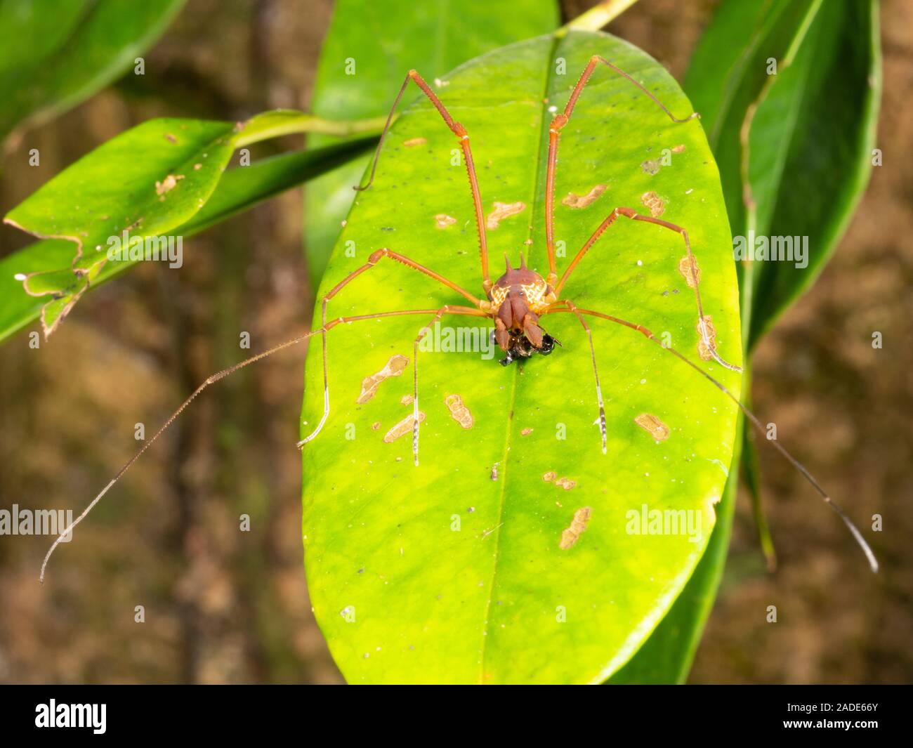 Harvestman (Order Opiliones) feeding on an ant in the rainforest ...