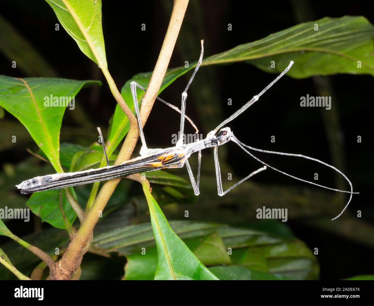 Cordyceps fungus infecting a stick insect. These fungi alter the ...