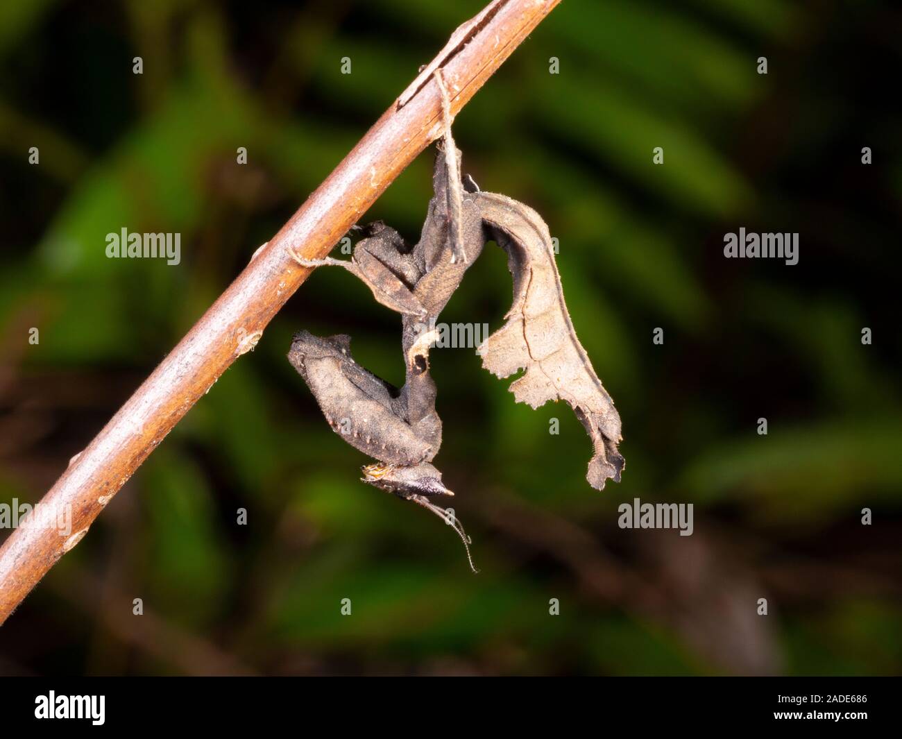 South American Dead Leaf Mantis (Acanthops falcataria). Its camouflage ...