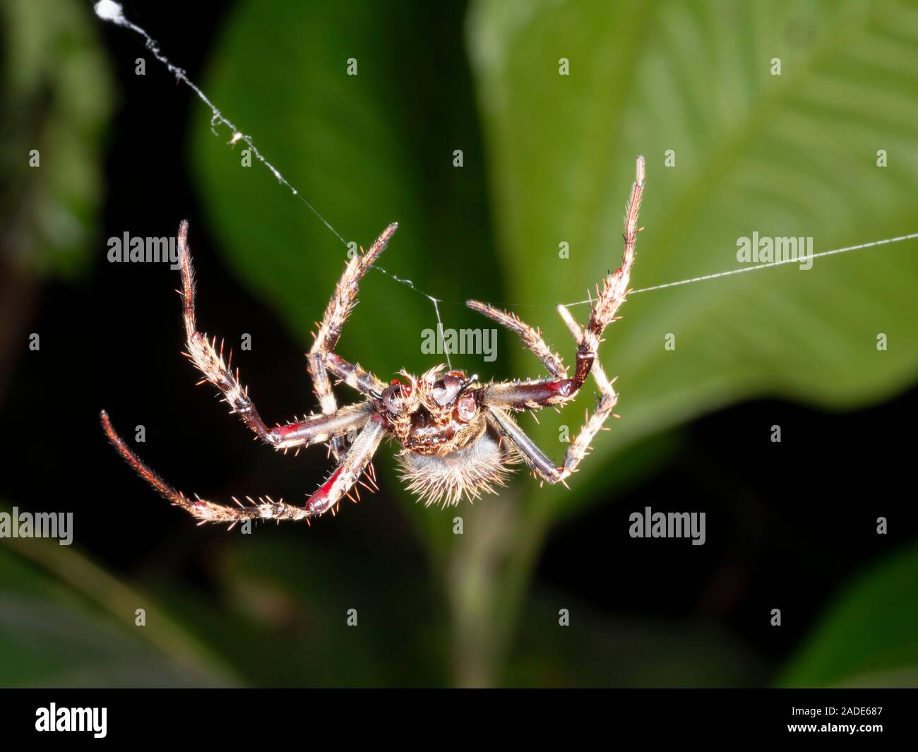 Amazonian orb-web spider. This spider is laying a silk strand to ...