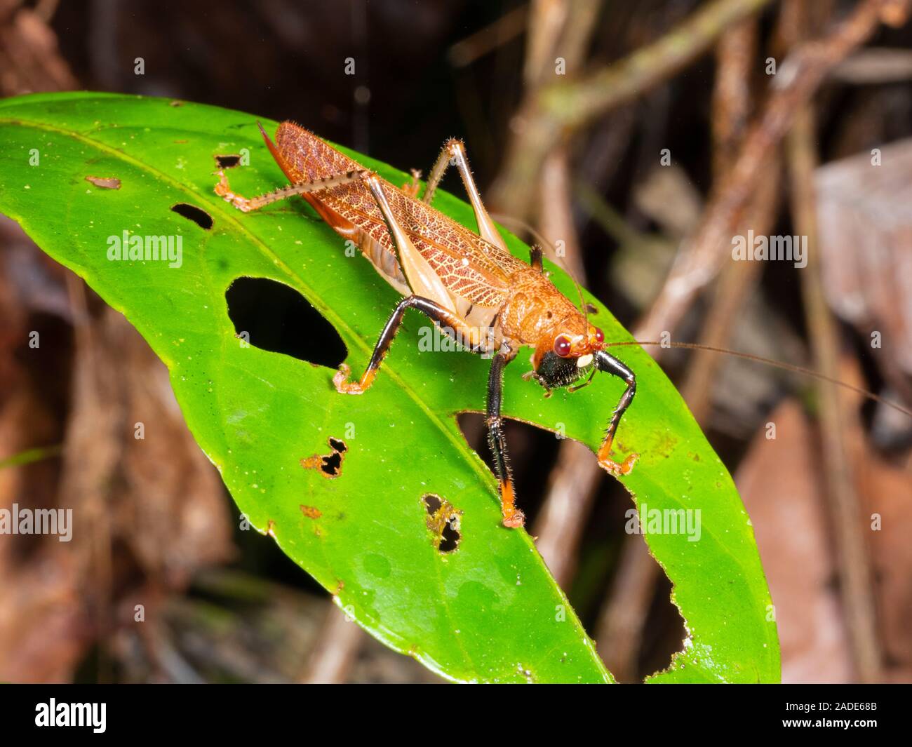 Bush cricket (family Tettigoniidae) on a leaf in the rainforest ...
