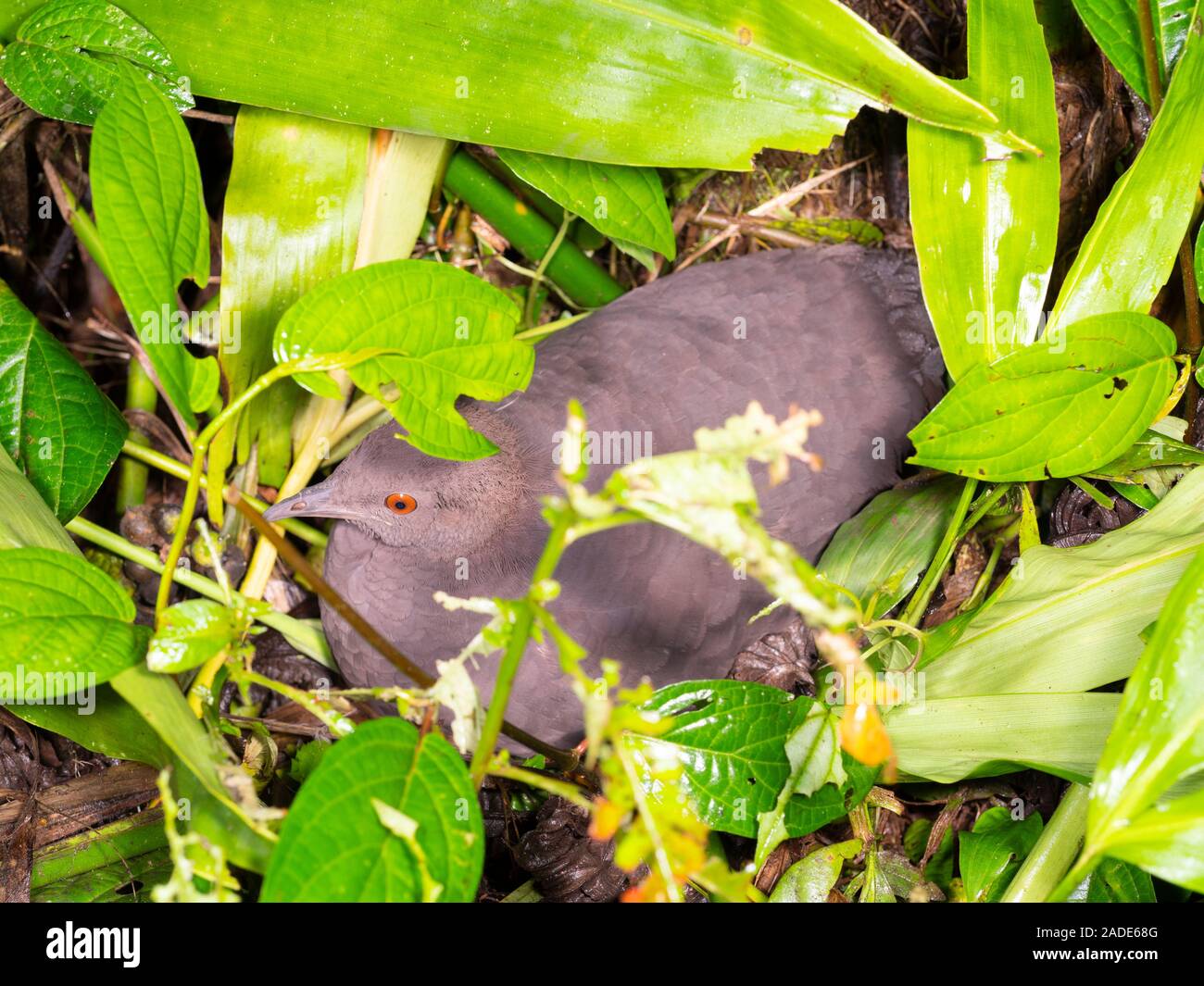 Bird roosting at night on the rainforest floor in the Ecuadorian Amazon ...