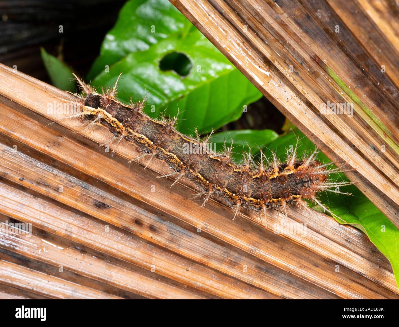 This moth caterpillar, family Saturniidae, has venomous urticating ...
