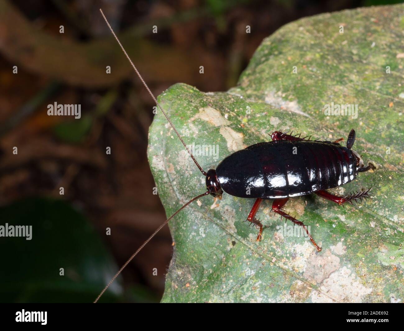 A black leaf litter cockroach climbing in the rainforest understory at ...