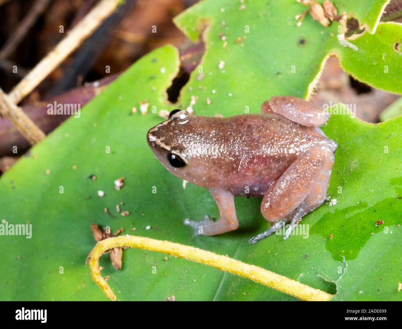 Peruvian leaf litter frog (Chiasmocleis tridactyla). A very rare tiny ...