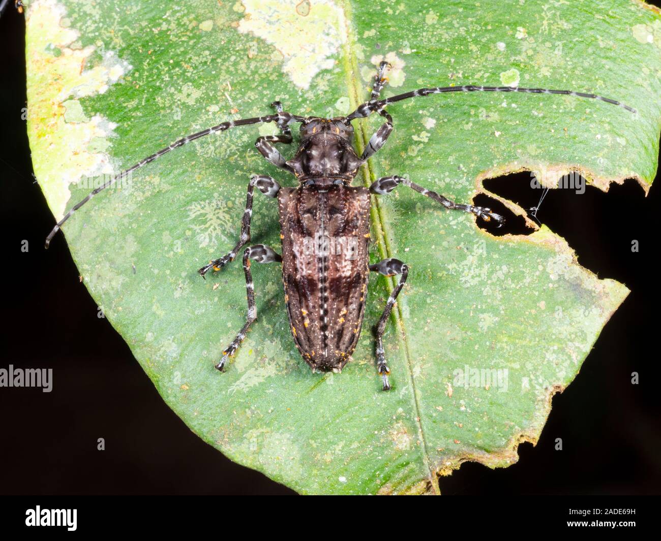 Long-horn beetle (Family Cerambycidae) photographed in rainforest in ...