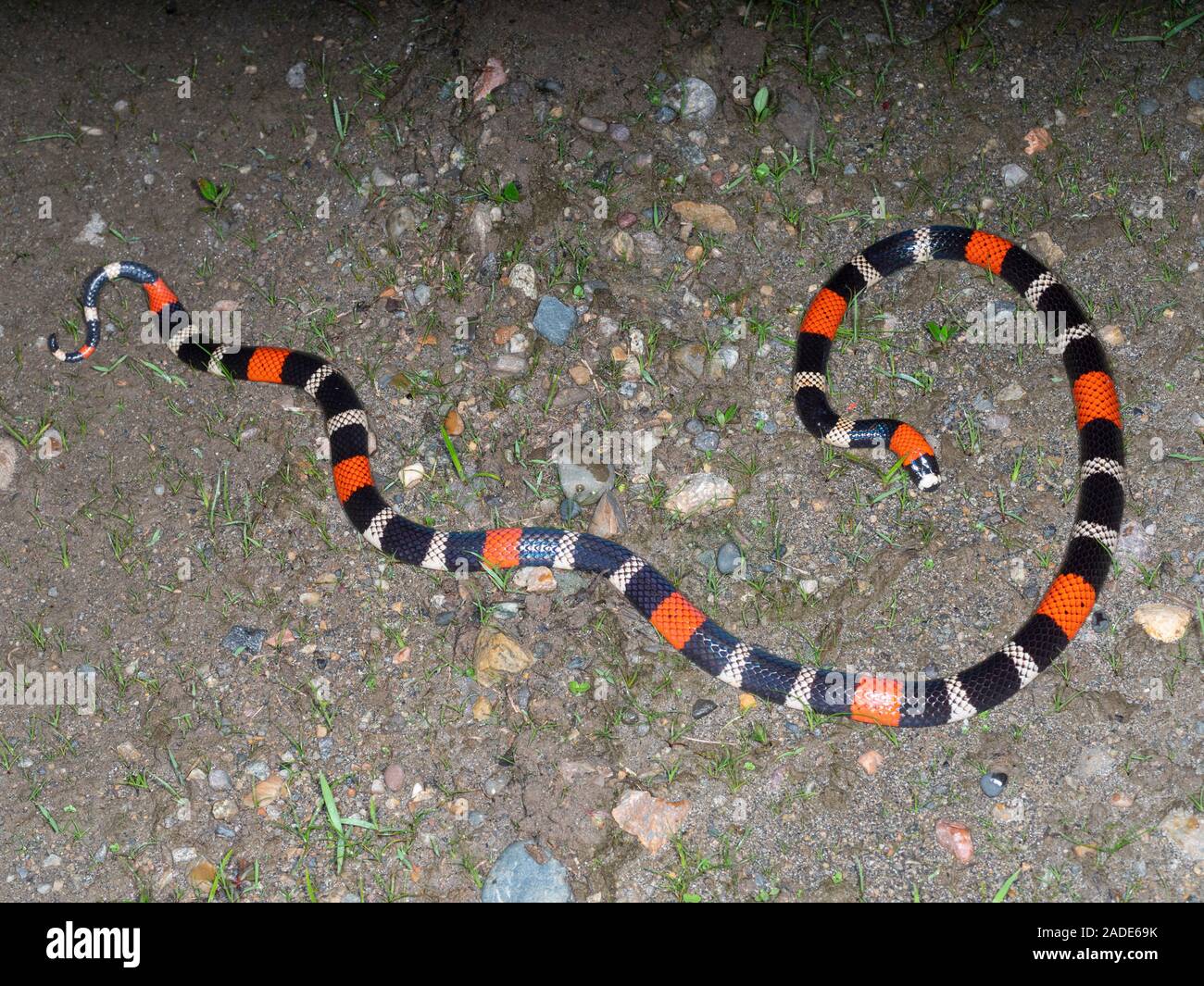 South American Coral Snake (Micrurus lemniscatus). Photographed in the ...