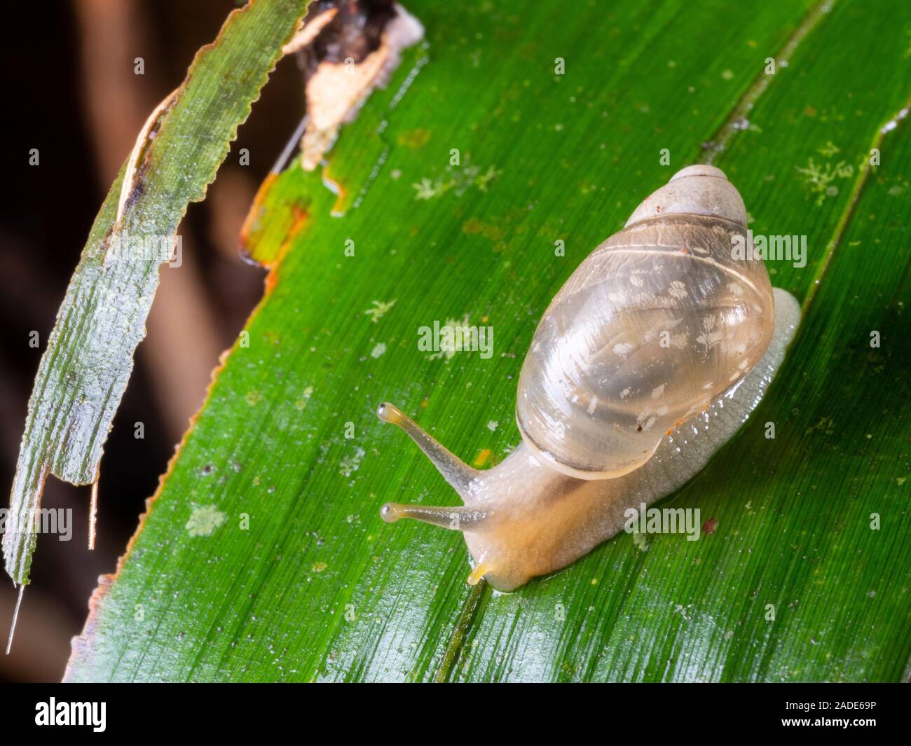 A small terrestrial snail browsing on a leaf in the rainforest ...