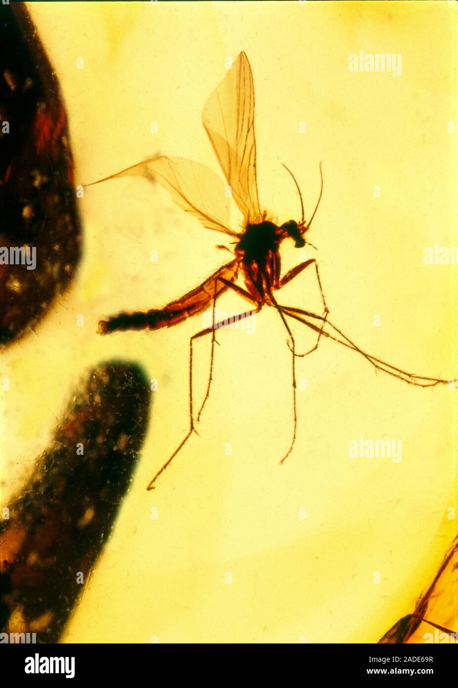 Mosquito trapped in fossilized tree resin, better known as amber. The ...
