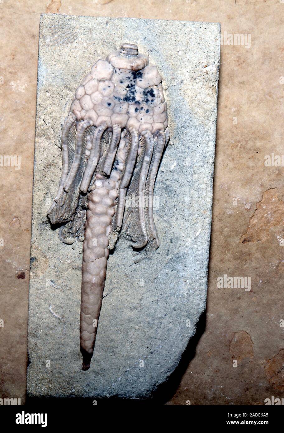 Fossil crinoid (Macrocrinus mundulus) of the family Batocrinidae, now ...