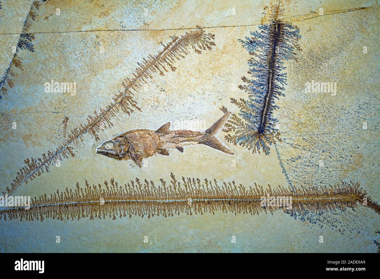 Caturus is an extinct genus of fishes in the family Caturidae. This ...