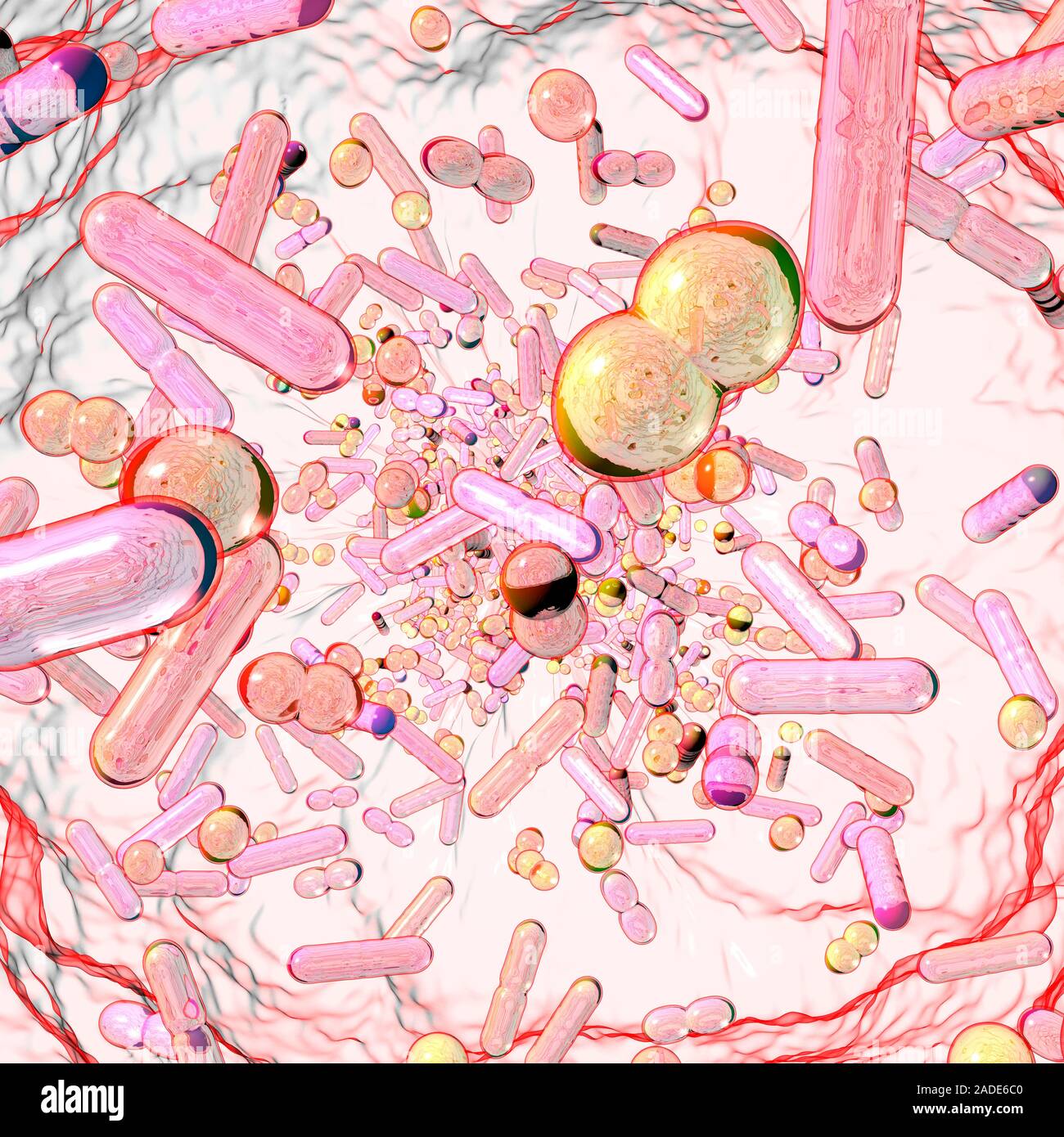 This image may not be used in educational posters Human microbiome ...