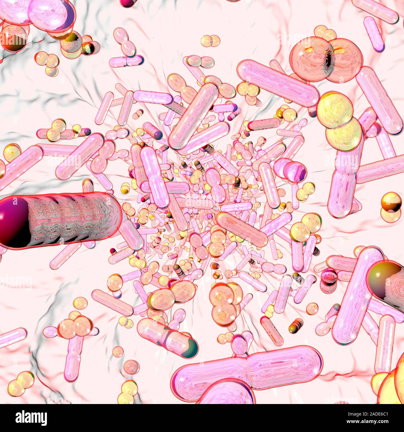 This image may not be used in educational posters Human microbiome ...