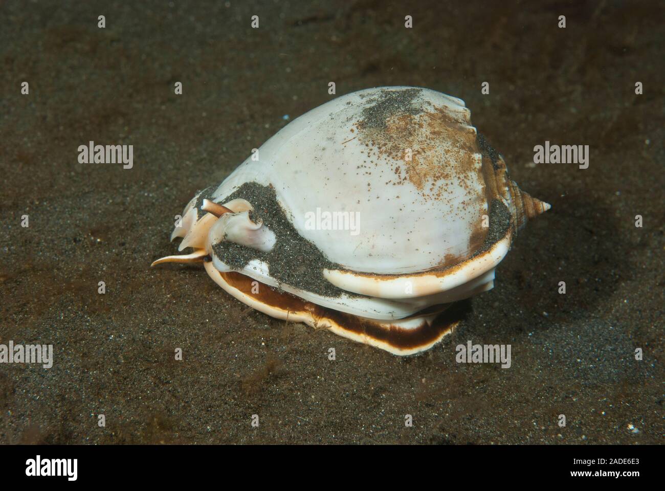 Bonnet shells hi-res stock photography and images - Alamy