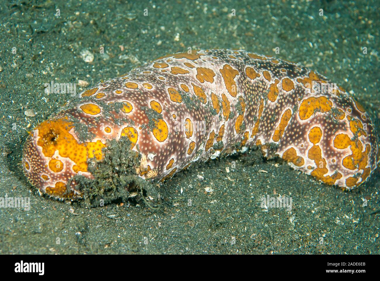 Deep sea sea cucumber hi-res stock photography and images - Alamy