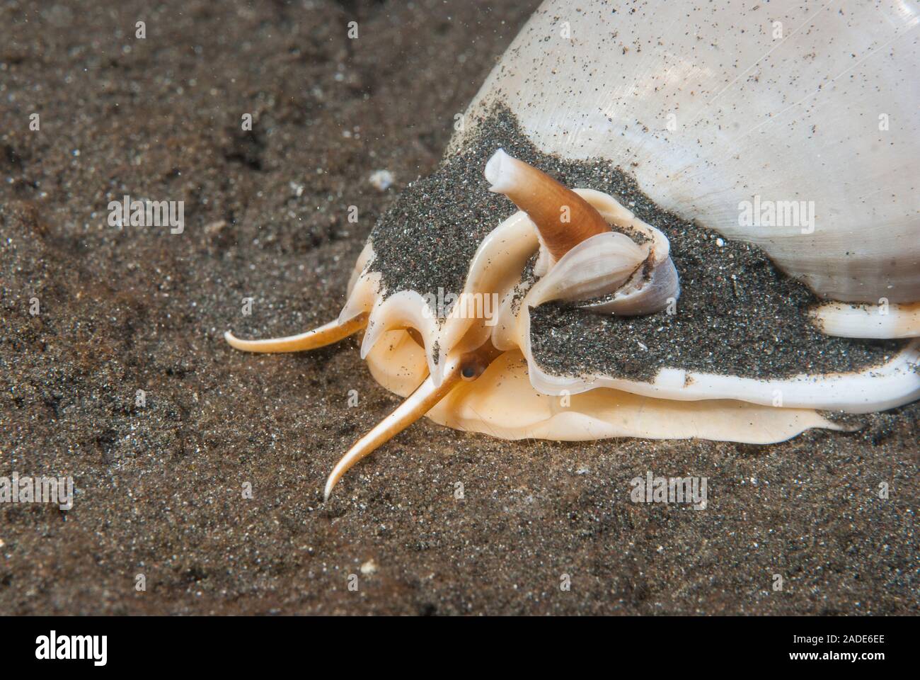Grey bonnet phalium glaucum hi-res stock photography and images - Alamy