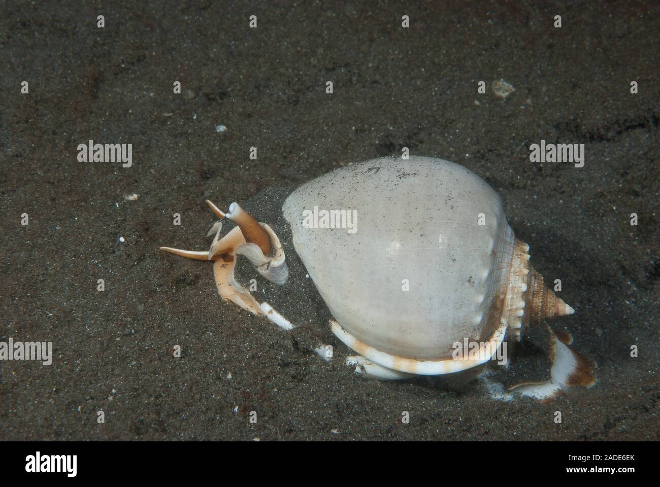 Bonnet shells hi-res stock photography and images - Alamy